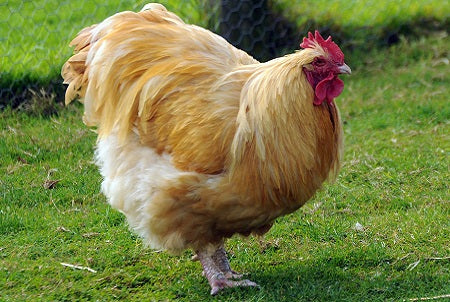 Orpington Chicken Breed Profile