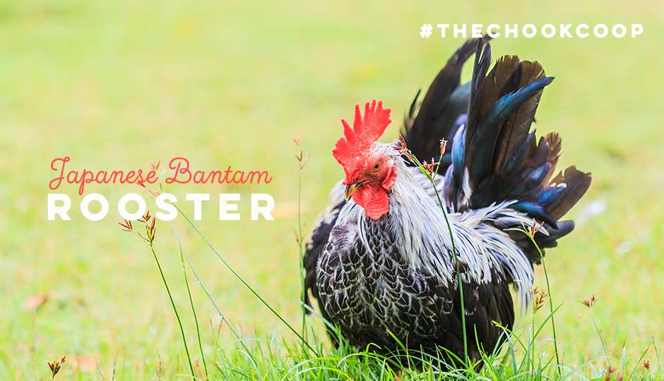 The Chook Coop Blog Page 3