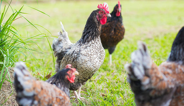 Barnevelder Chickens For Sale