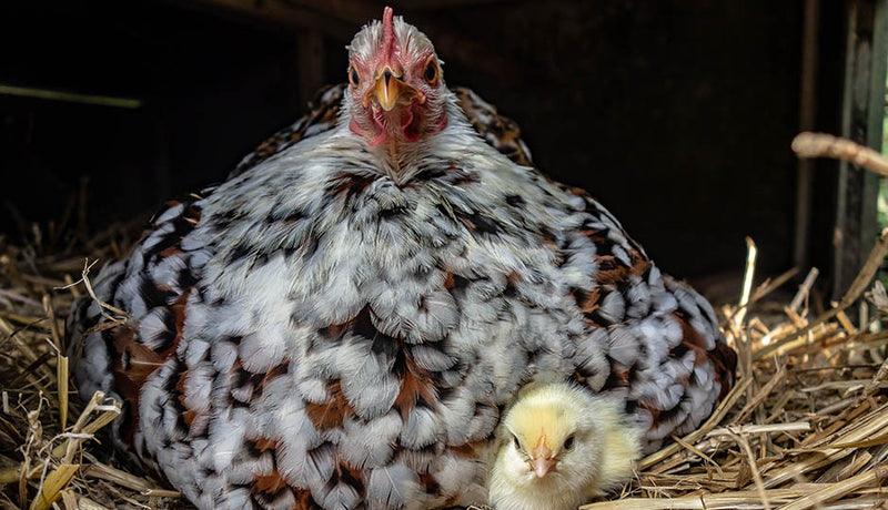 Chickens For Sale